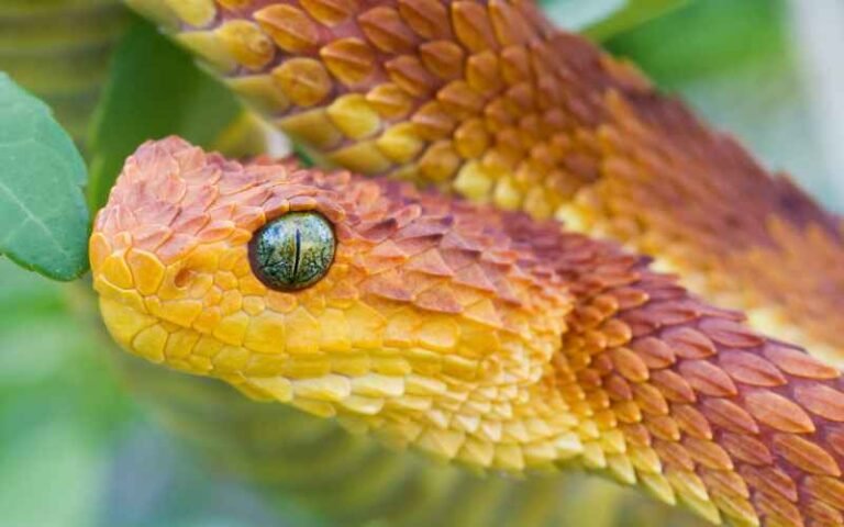 Hunting Strategies of African Bush Vipers: Ambush Predators of the ...