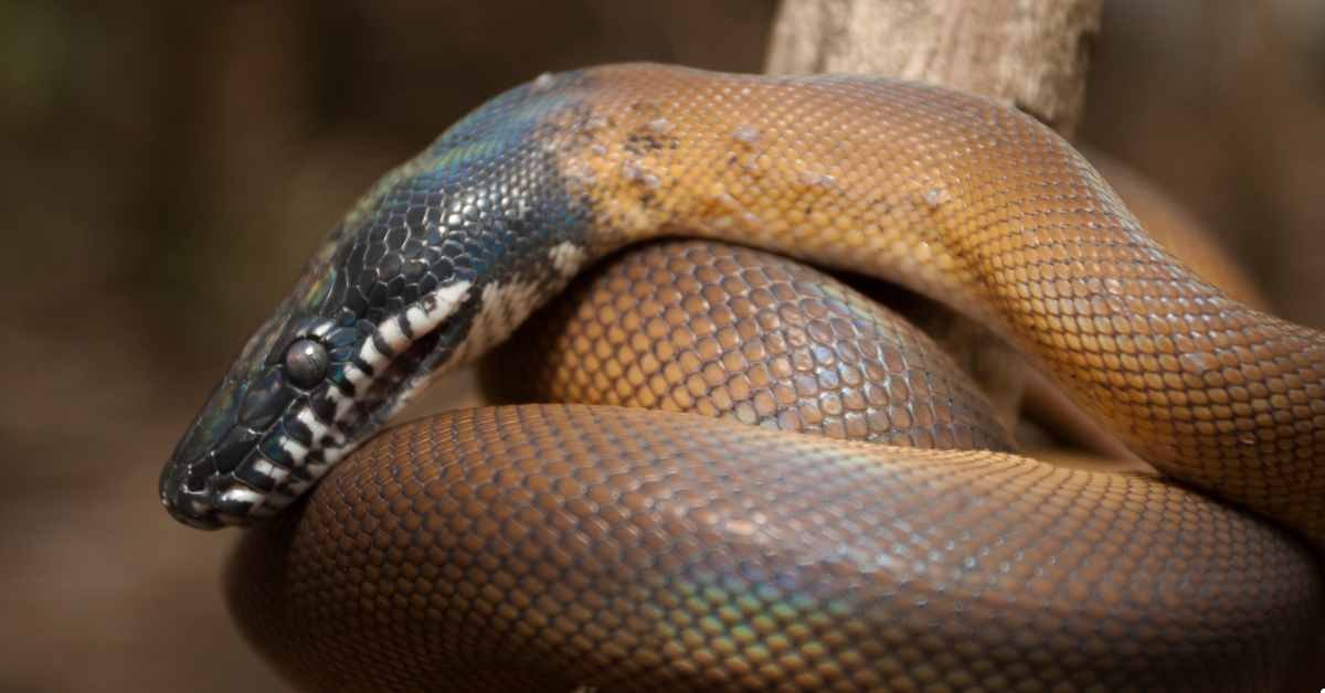 The White-Lipped Python: A Gleaming Jewel of the Serpent World